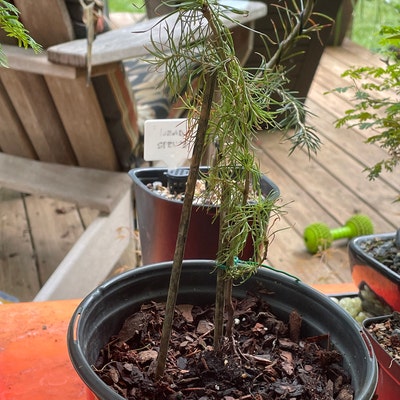 Tamarack Eastern Larch Bare Root 3 Year Old Young Conifer Tree ...