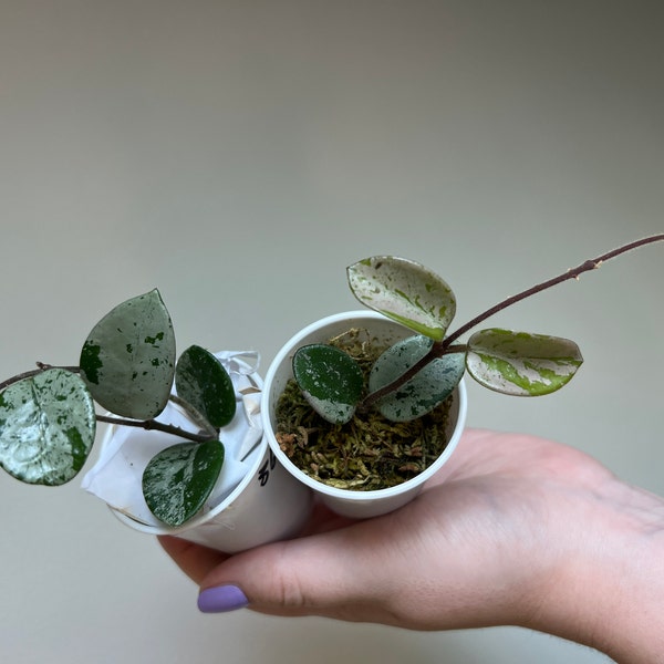 Rare Hoya Mathilde Super Splash Rooted Pick Your Plant - Etsy