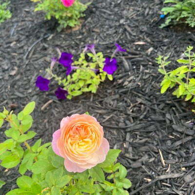 Rose Plant washitsu 和室 ジャパネスクモナムール - Etsy