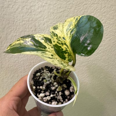 Albo Monstera Deliciosa Variegated white Tiger Kunzo Lineage USA Seller ...