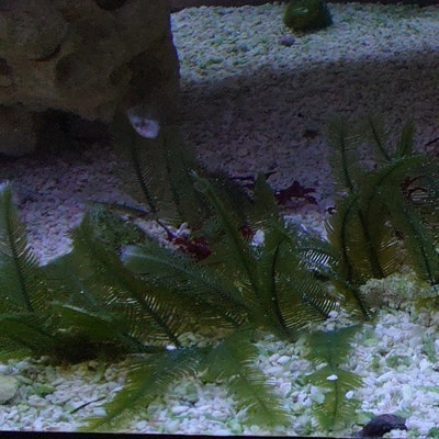 LIVE 10-pack Macro Algae Sampler Macro Algae/macroalgae Coral for ...