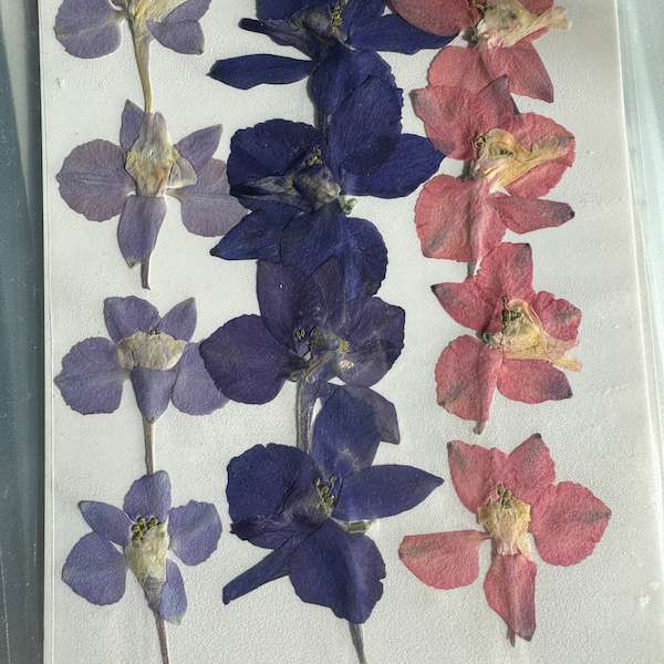 Preserved Daisy/ Preserved Zinnia/ Preserved Flower/ Preserved Gerbera ...