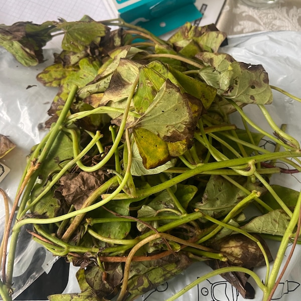 Red Napier Grass Cuttings (fast Growing Mulch or Animal Feed) - Etsy