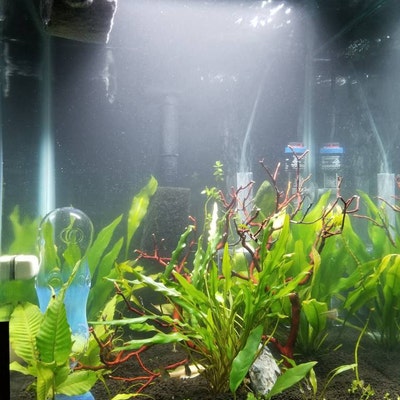 Swiss Dome Fish Tank Functional Art - Etsy