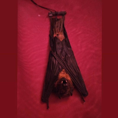 CYNOPTERUS SPHINX Hanging Real Bat Taxidermy Fast Ship - Etsy