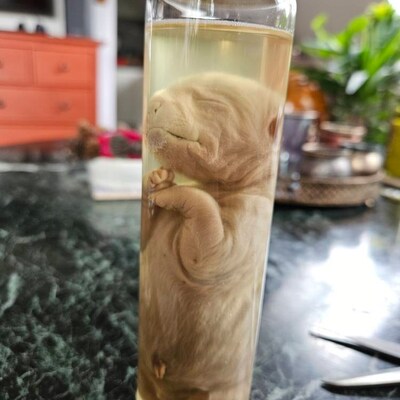 Mouse Specimen, Taxidermy Free Standing Mouse Gift Oddities Curiosity ...