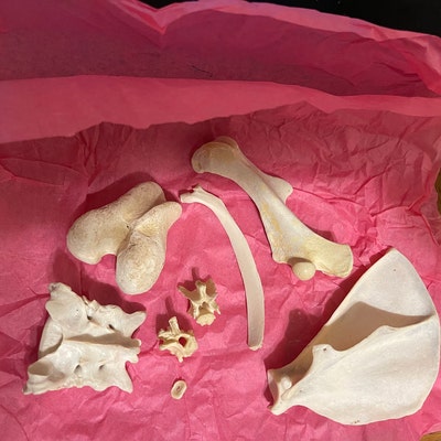 Guarunteed Bones Spooky Mystery Box, Oddity Mystery Box, Gothic Mystery ...