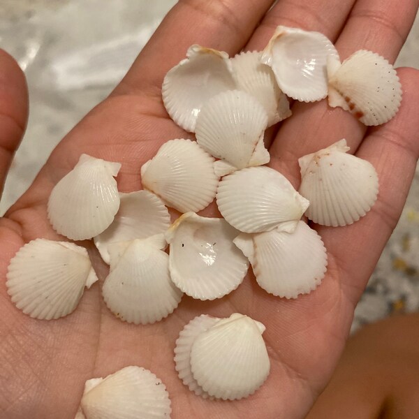 50pc Calico Clam Seashells - Etsy