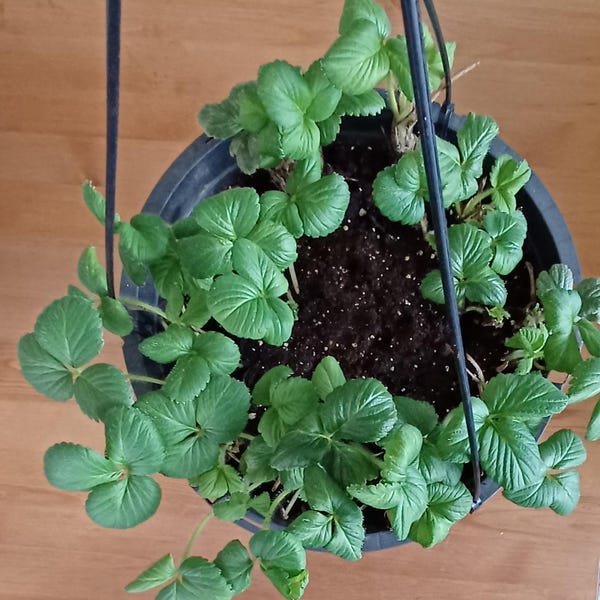 12-100 Evie-2 Everbearing Strawberry Plants-flavorful, High-yielding ...