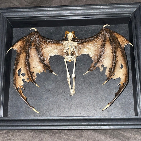 Bat Winged Demon Skeleton, Curiosity Cabinet - Etsy