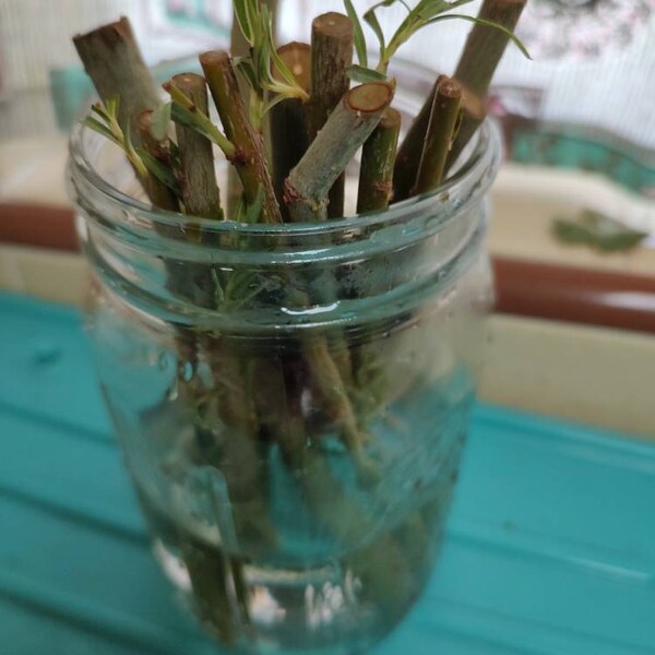 Treesagain Lot of 10 Rubykins Korean Willow Cuttings - Salix Koriyanagi ...