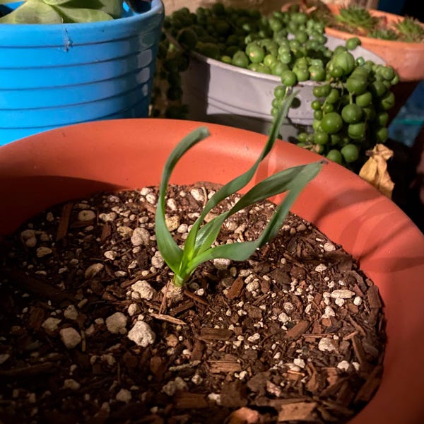 Rare Succulents, Albuca Concordiana Bulb, 0.5"-1", Live Plant - Etsy