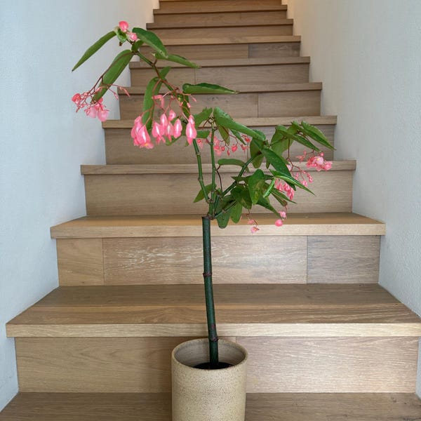 Raw Speckled Clay Planters - Etsy