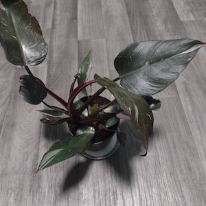 Rose 'fantastic at 60' Happy Birthday Rose Gift Wrapped With Huge Bow ...