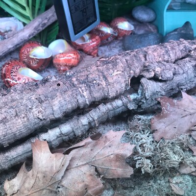 Dove Shells Dotted Tiny Shells 3/8 1/2 Inch 1/4 Cup - Etsy