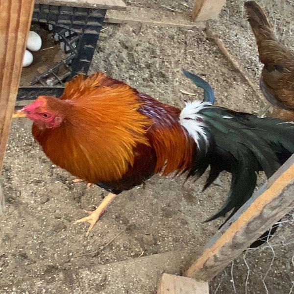 Gamefowl Supplies I Tested The Ultimate Dummy Rooster For Training ...
