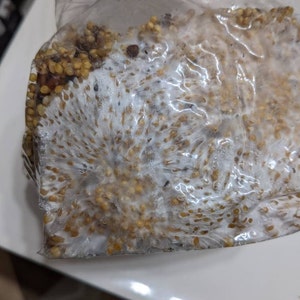 BULK PACK Mushroom Monotub Filter Patch - Etsy