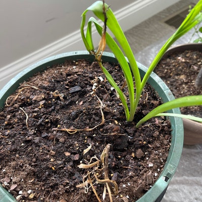 Elephant Ear loti 5 Plant - Etsy