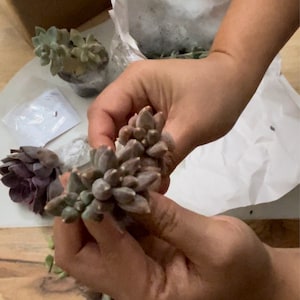 Crassula Ovata-gollum Jade Succulent, ogre Ears, shrek Plant, Ets ...