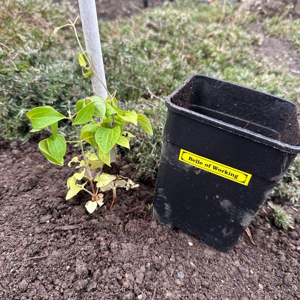 Rose【scheherazade| シェエラザード】-1.5 Gal Ownroot | Rare Rose| Strong ...