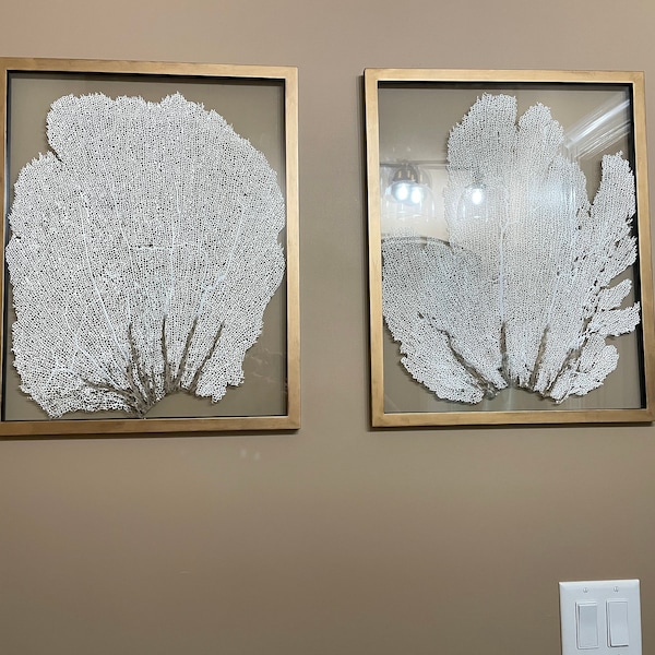 1 Framed Sea Fan Art - Custom Color - Etsy