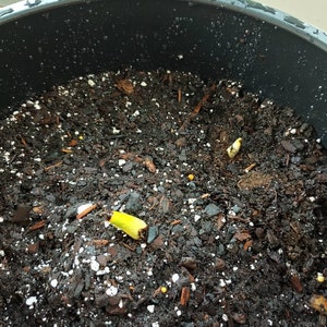 Sam Hopkins Dahlia Tuber - Etsy