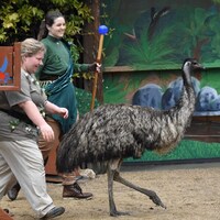 Fox Stack Painting Print Fox Art, Wall Art, Animal Stack, Fennec, Bat ...