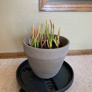 RARE Red Horn HUMMEL Jade Crassula Succulent Cutting 2 | Etsy