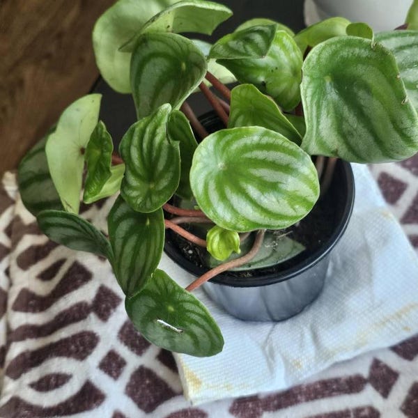 Scindapsus Silver Anne - Satin Pothos - Live Plant in 4" Pot - Etsy