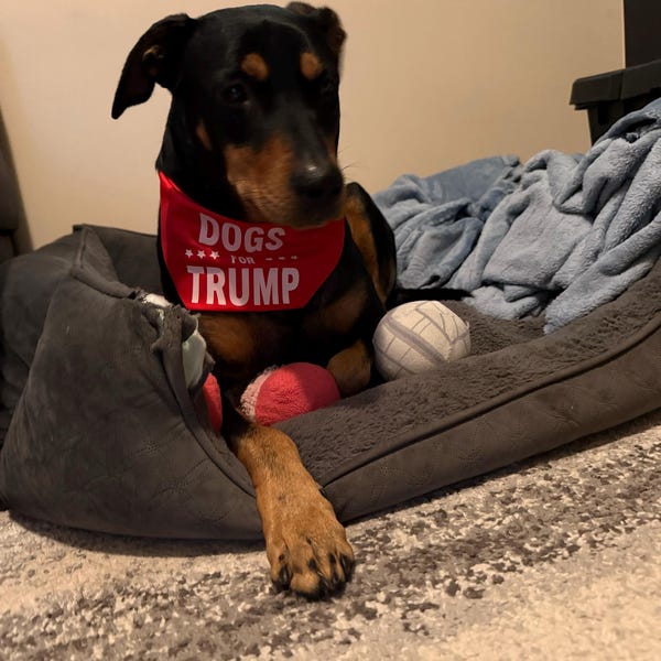 Youve Been Boozed Wine Tote, Halloween Booze Gift Bags, Favor Treat ...