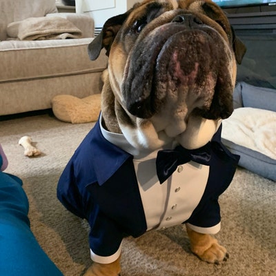 Navy Blue Dog Tuxedo With Blush Bow Tie Dog Wedding Attire Formal Dog Suit English Bulldog ...