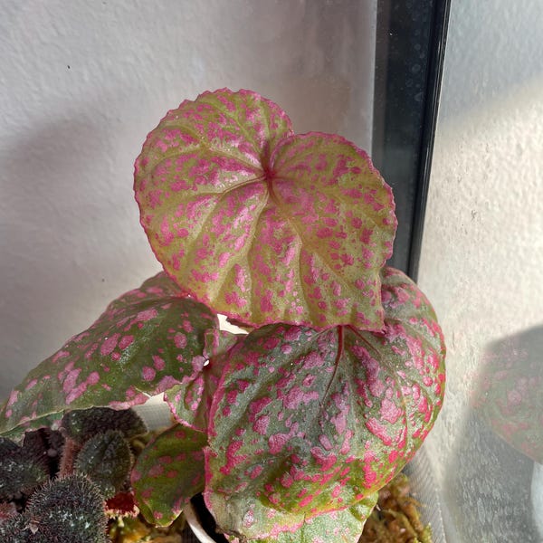 Begonia Mantuk, Terrarium Species From Papua New Guinea, 2 Inch Potted ...