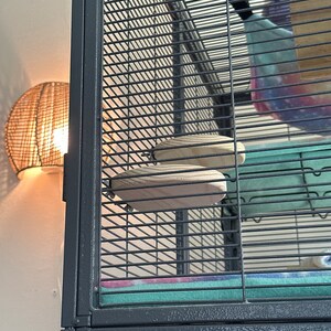 Personalized SQUIRREL Diploma We Print Any Name Squirrel Gift Chipmunk ...