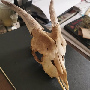 Real Horse Skeleton Named Terry. Complete. 25 Years Old Huge - Etsy