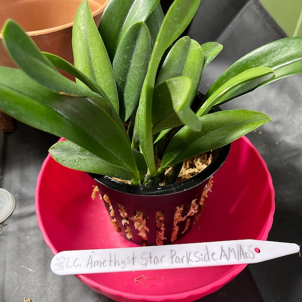 Dendrobium Biggium 2 Pot, Miniature Orchid, Small Dendrobium Orchid ...