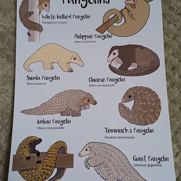 Pangolins A5 Sized Print - Etsy