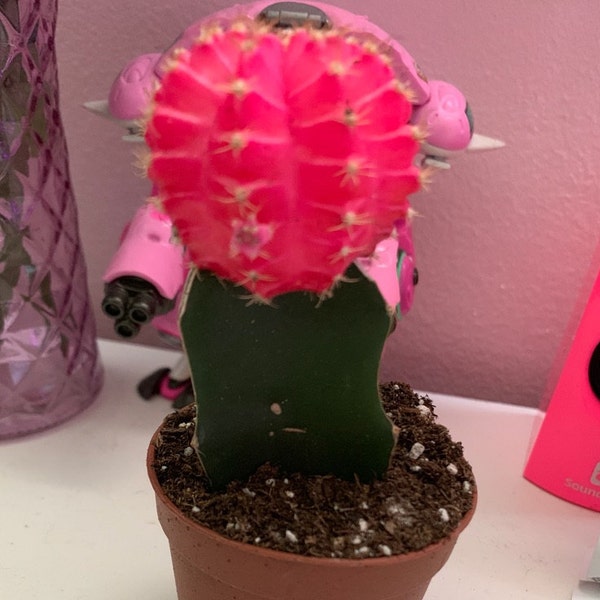Grafted Pink Cactus Plant - Etsy