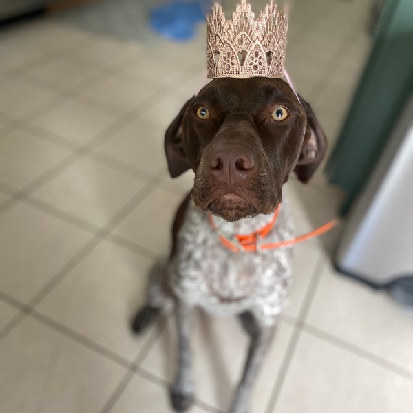 Gold Dog Birthday Crown - Puppy Cake Smash Crown - Pet Birthday Crown ...