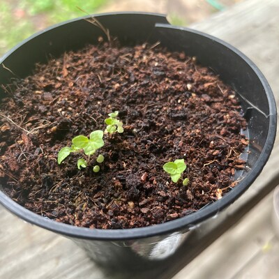 Bulk St. Johns Wort Seeds, Hypericum Perforatum HP011C - Etsy