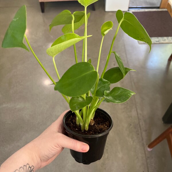 Monstera Deliciousa Live Indoor Plant, Easy Care Low Light Houseplant ...