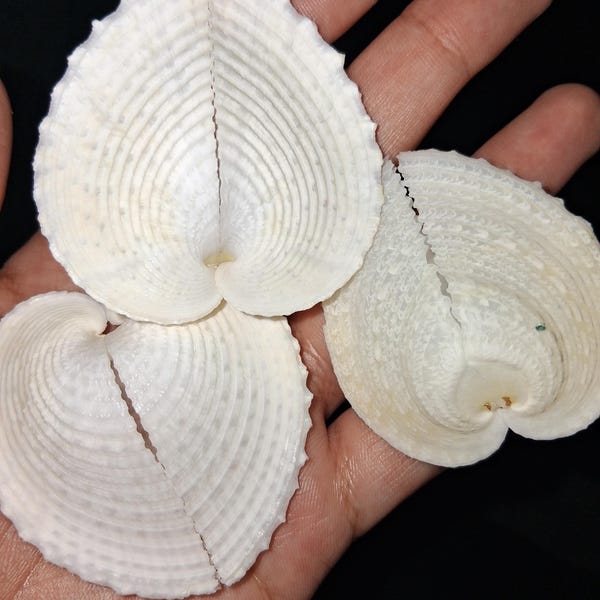 Heart Cockle Seashells 1.75"-2.25" -set of 3 - Craft Shells - Beach ...