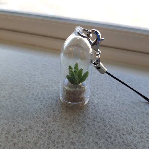 Apple Cactus - Live Cacti Terrarium Flower Miniature Plants Living ...
