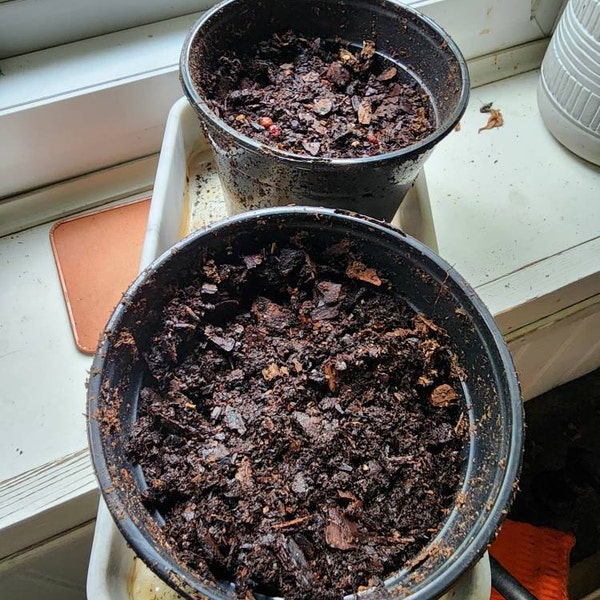 Trachycarpus Fortunei | Chinese Windmill Palm | Chusan | 10_seeds - Etsy