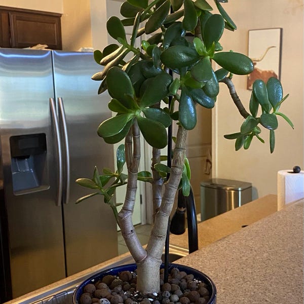 30" Crassula Ovata Large Jade Plant Tree Rooted Ready to Pot & Grow - Etsy