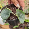 Alocasia Platinum bisma Starter Plant ALL STARTER PLANTS Require You to ...
