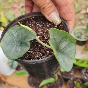 Alocasia Platinum bisma Starter Plant ALL STARTER PLANTS Require You to ...