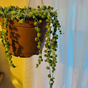 Mini Joshua Tree Succulent 4 Pot Thick and Full Sedum - Etsy