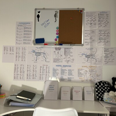 A4/A5 Brain Anatomy Illustrated Poster Veterinary Human Medicine Vet ...