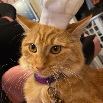 Chef Hat for Cats - Etsy