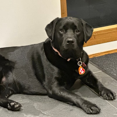 Sparkle Dog Tags Glitter Pet Tag - Etsy